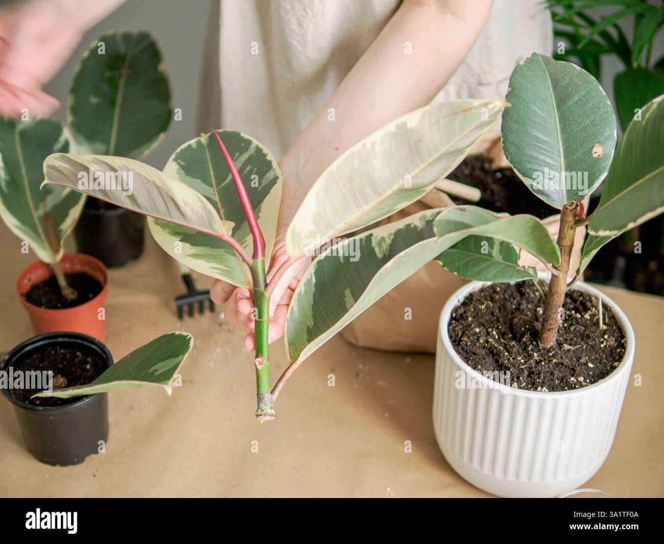 The Ficus elastica Tineke pruned plants for rooting cutting. Propagation of rubber plant or ...