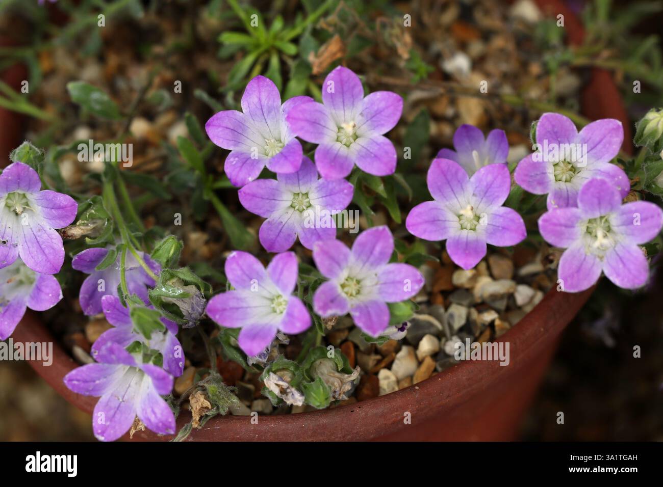 Flower native to north africa hi-res stock photography and images - Alamy