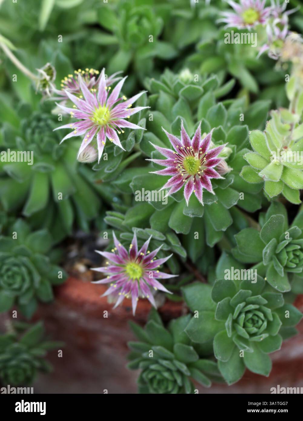 Houseleek flower hi-res stock photography and images - Alamy