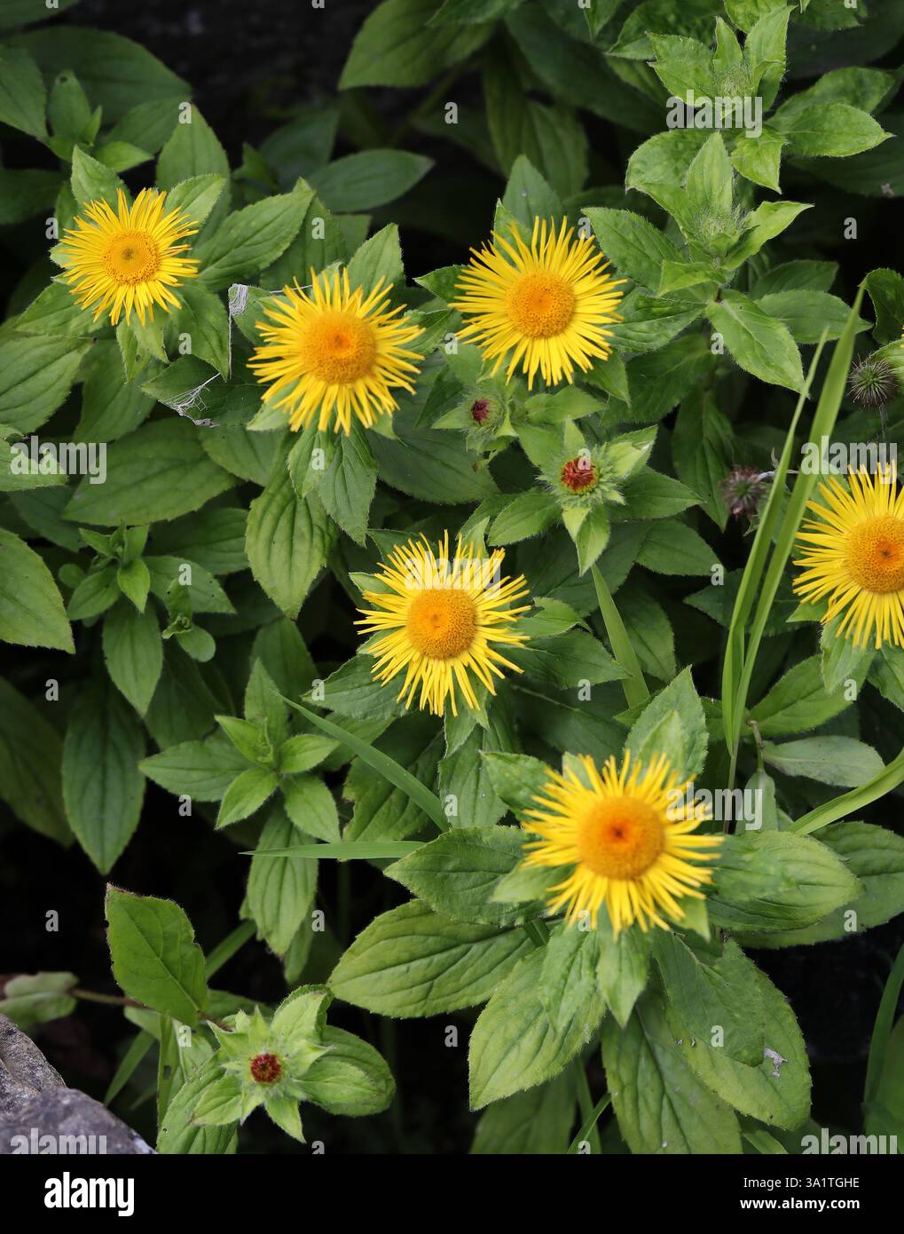 Showy Inula or Georgian Fleabane, Inula grandiflora, Asteraceae. Syn ...