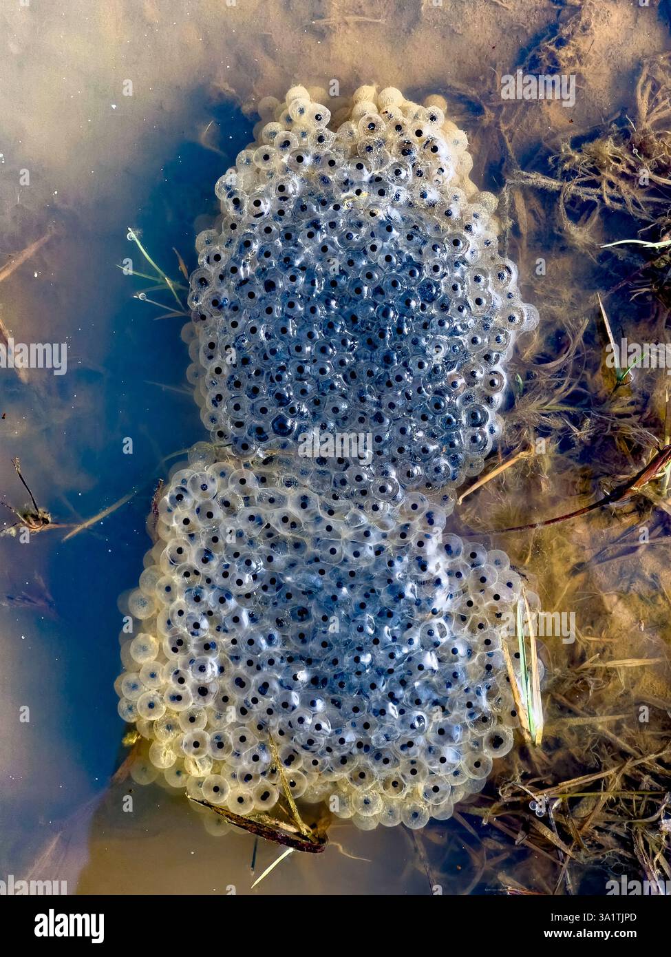 A sign of springtime in the British countryside - a clump of frogspawn ...