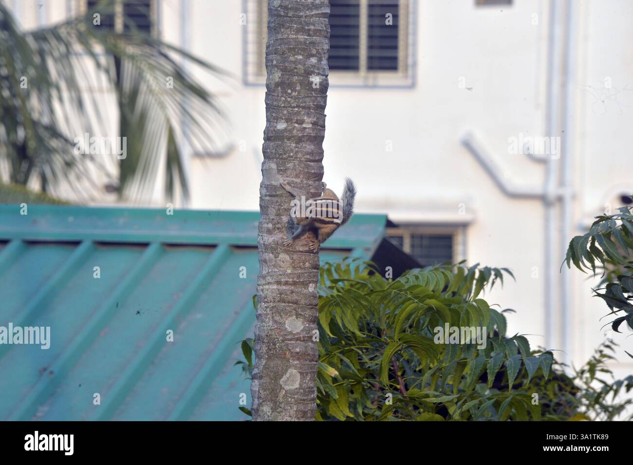Siliguri, West Bengal, India. 10th Mar, 2025. A Squirrel is seen on a ...