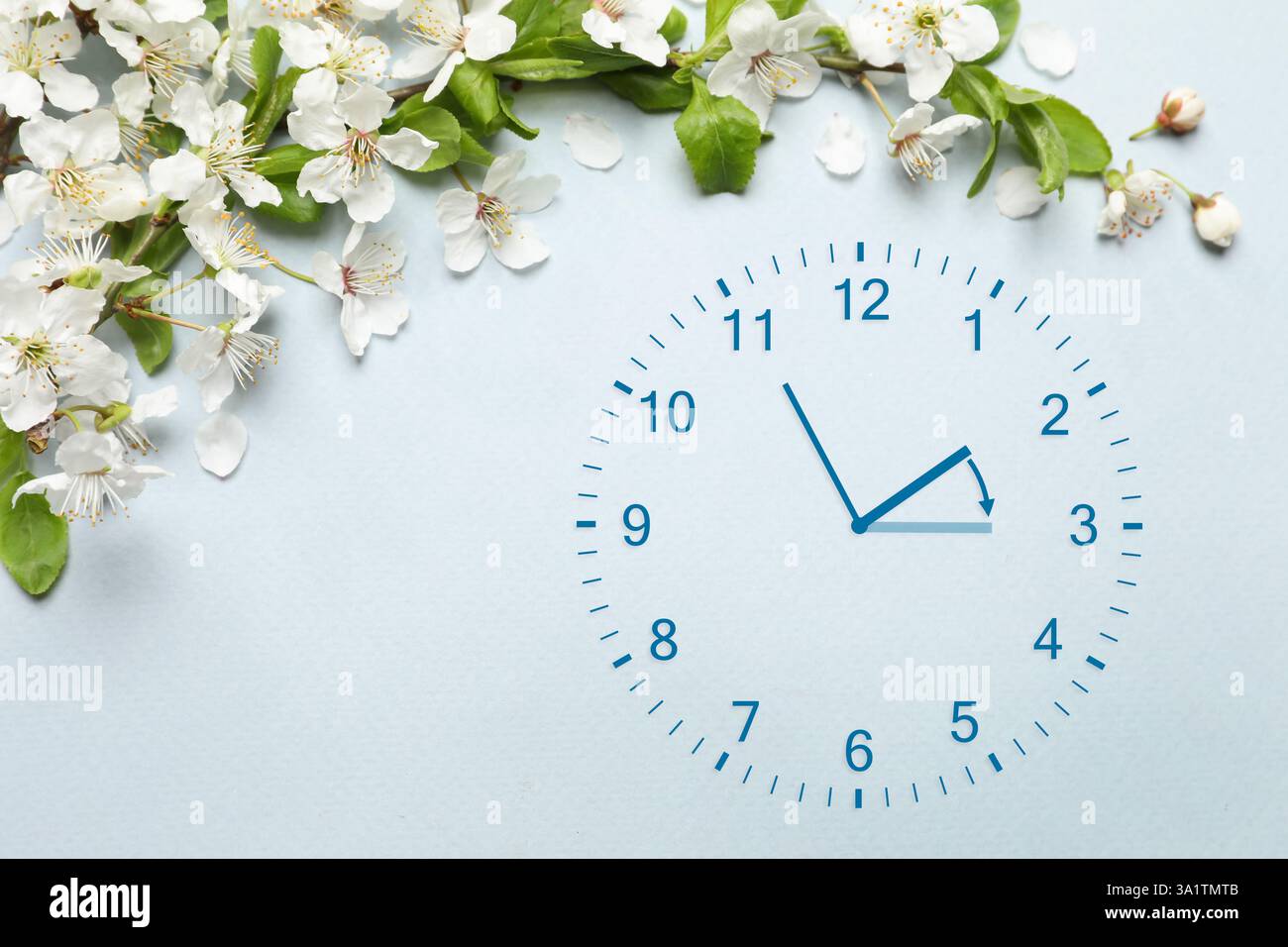Clock and blossoming branch with white flowers on light blue background ...