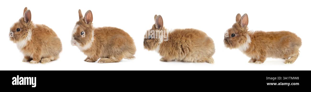 Cute fluffy bunny on white background, set Stock Photo - Alamy