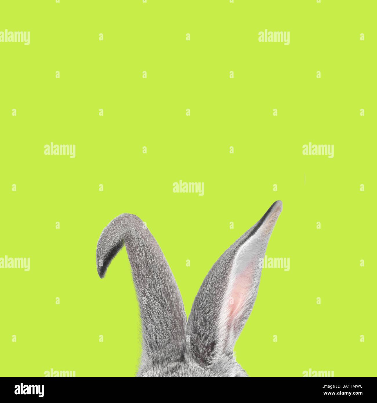 Cute grey bunny ears on light green background, space for text Stock ...