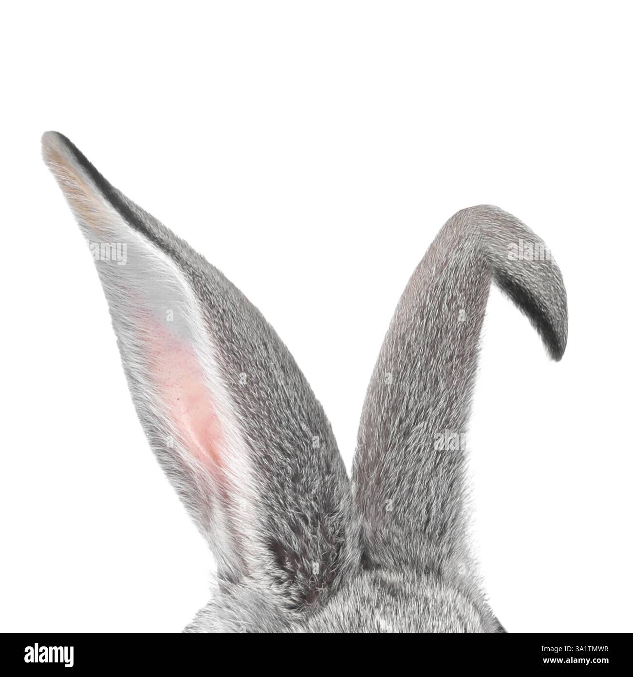 Cute grey rabbit ears on white background Stock Photo - Alamy