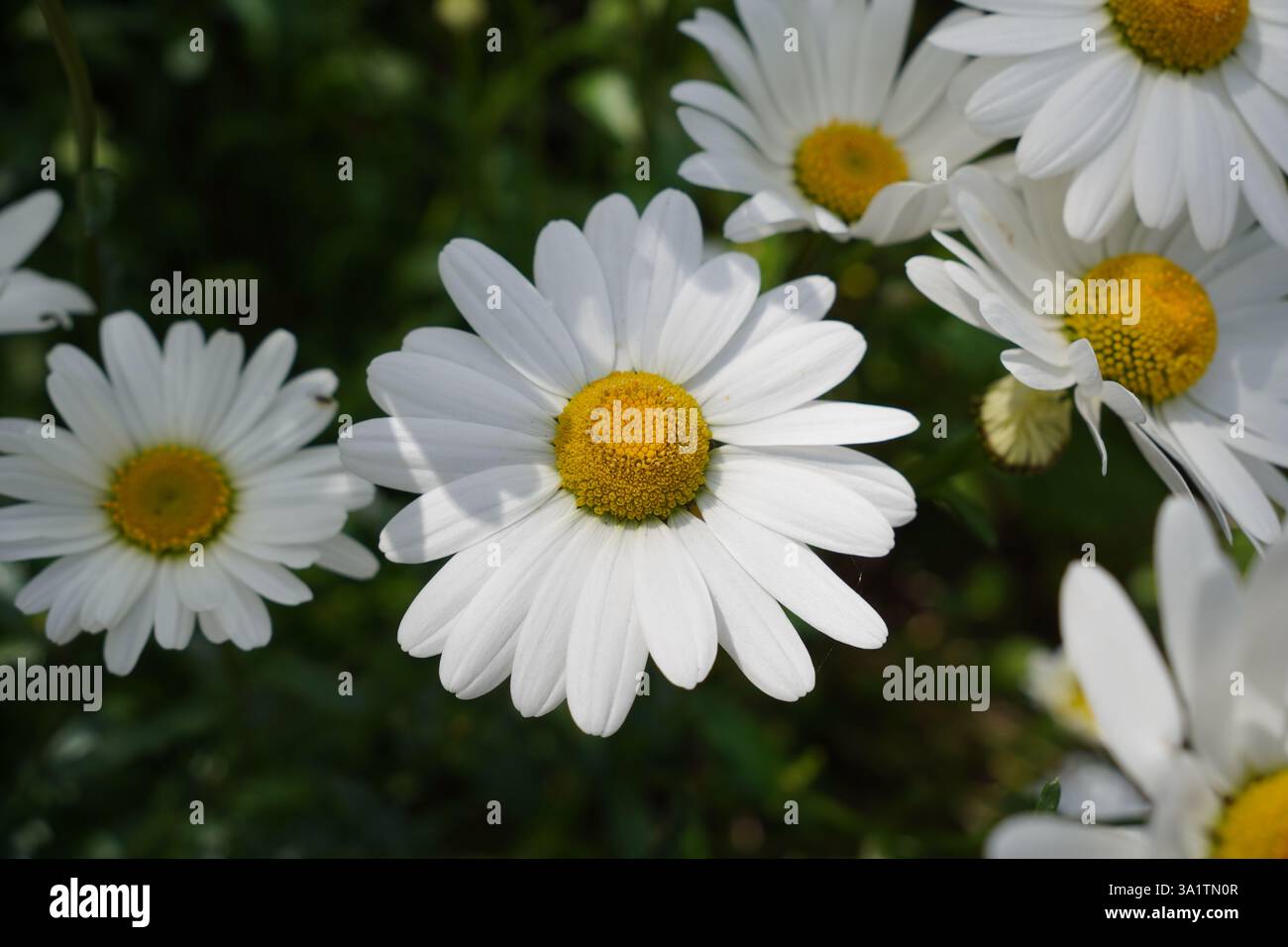 floral background of garden daisies in summer. Daisy flowers Stock ...