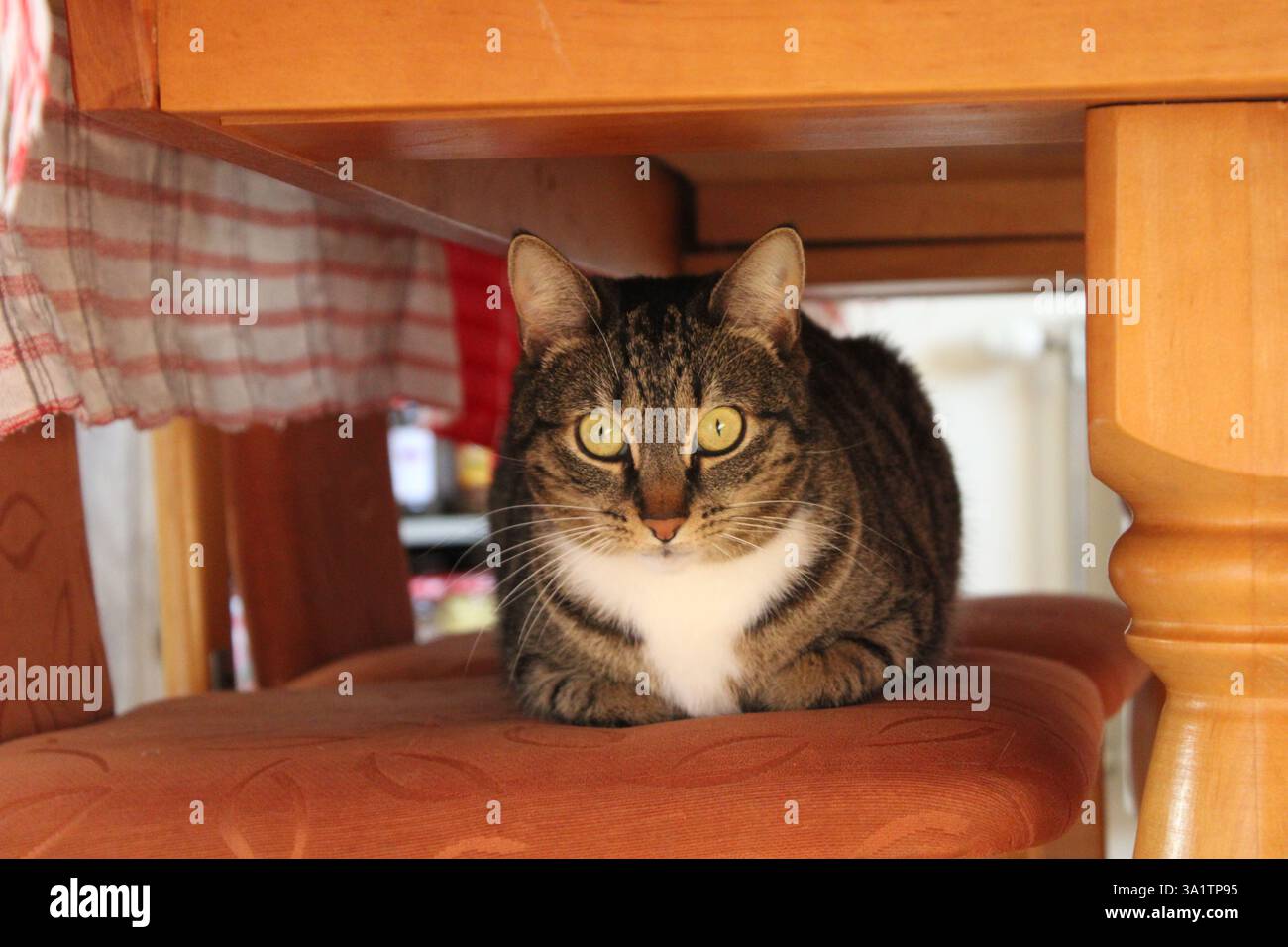 Closeup tabby cat's face, green eye in sharp focus, fur patterns ...