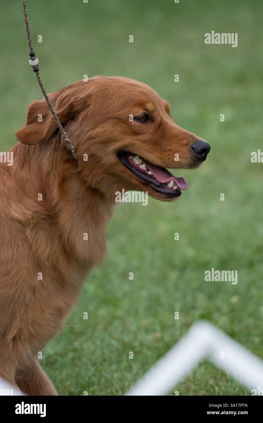 Golden Retriever close-up headshot in profile view Stock Photo - Alamy