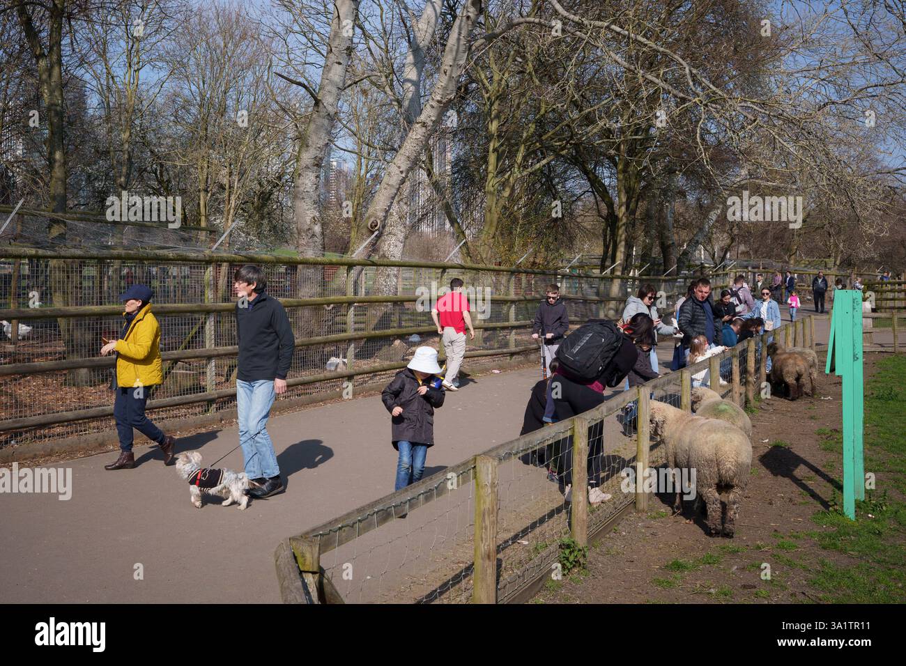 Visitors feed sheep at Mudchute City Farm, on 9th March 2025, in London ...