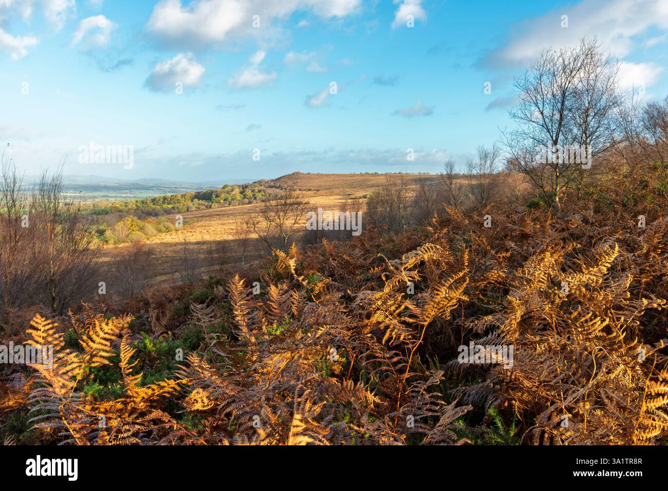 Autumn colour at Black Down Common in in the Blackdown Hills with ...