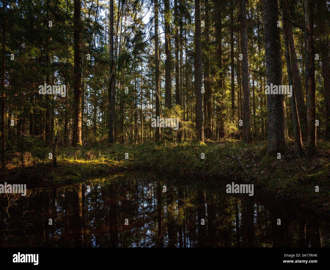 Early spring in forest Stock Photo - Alamy