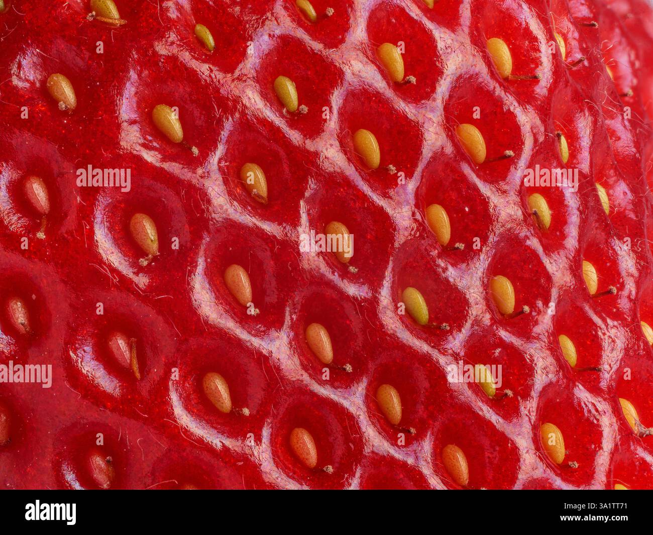 Fresh ripe red strawberry skin texture with yellow seeds close up. High ...