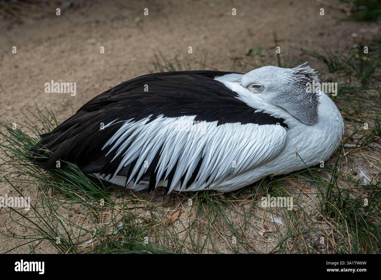 Eyes shut close hi-res stock photography and images - Alamy