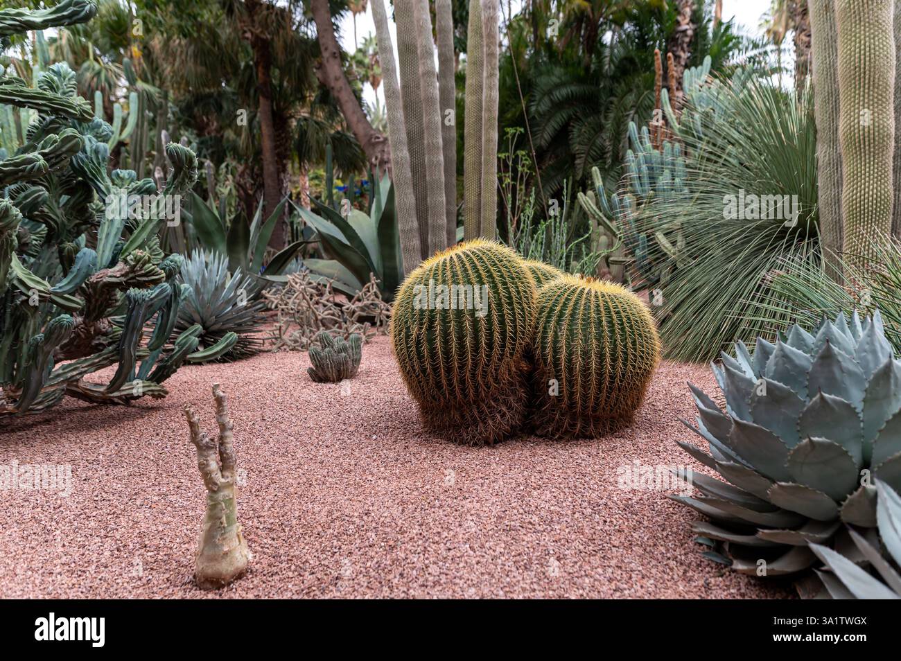 Unique cactus garden showcasing diverse plant life in Morocco's ...