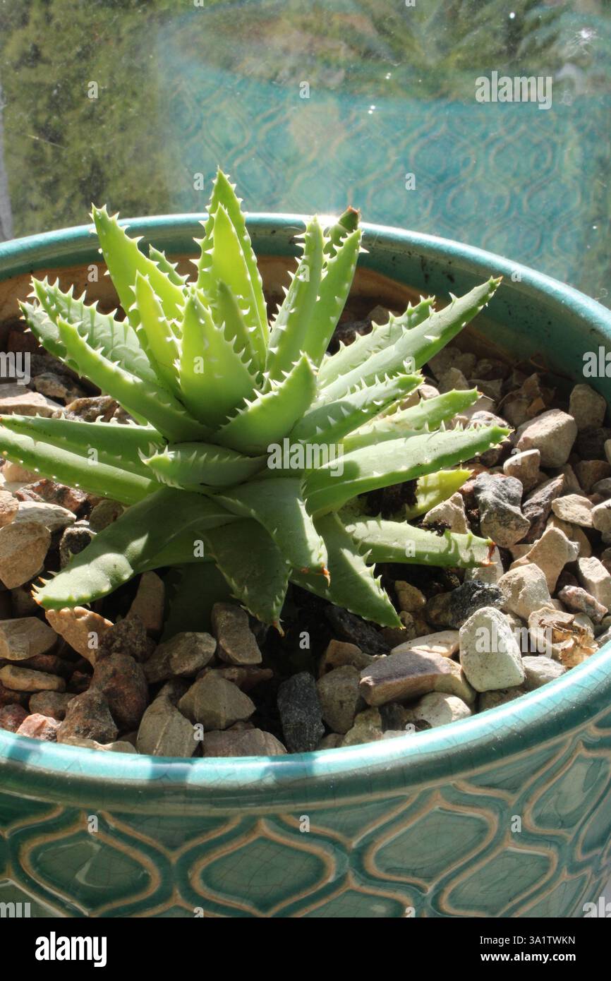 Potted cactus plant, vibrant green leaves, sunlit indoor setting ...