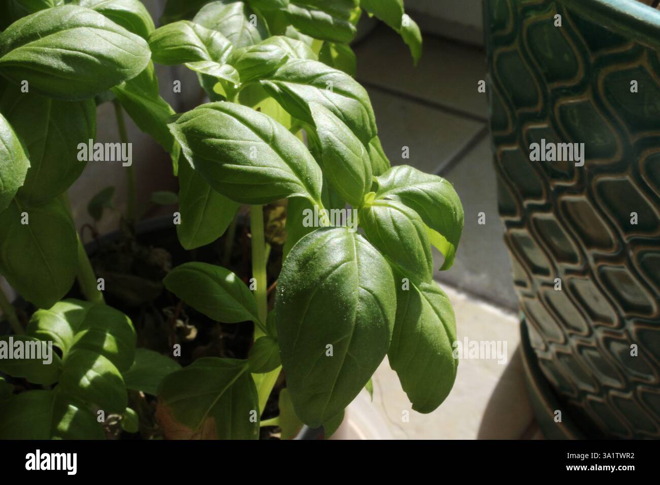 Potted basil plant, vibrant green leaves, sunlit indoor setting, visible veins on leaves, tiled ...