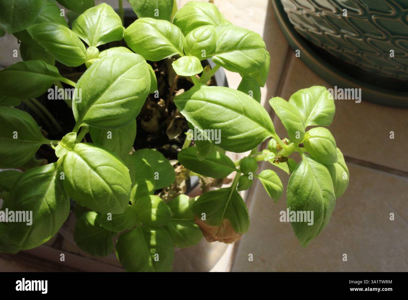 Potted basil plant, vibrant green leaves, sunlit indoor setting, visible veins on leaves, tiled ...
