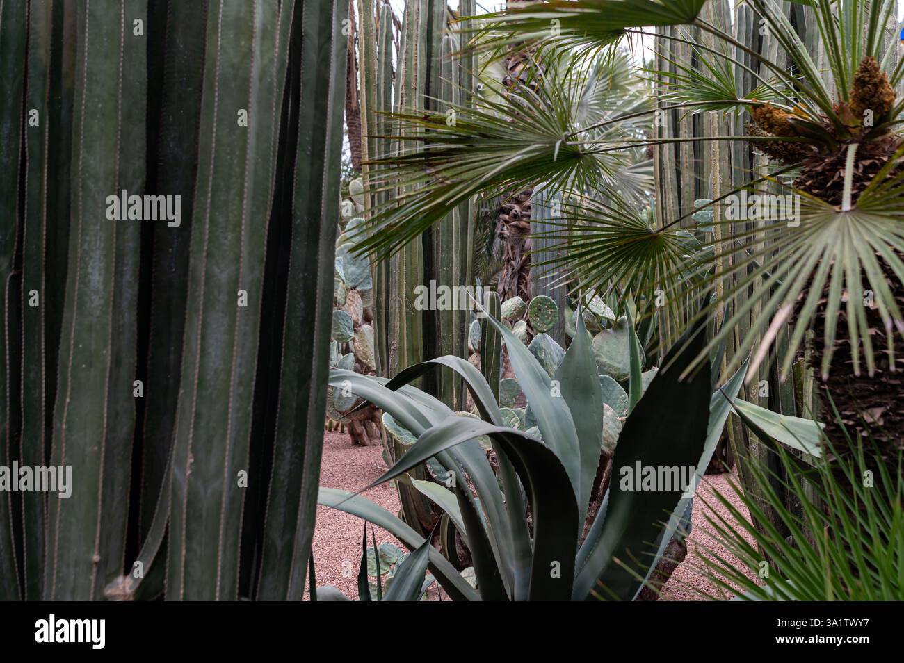 Visitors stroll through a vibrant garden featuring tall cacti and ...