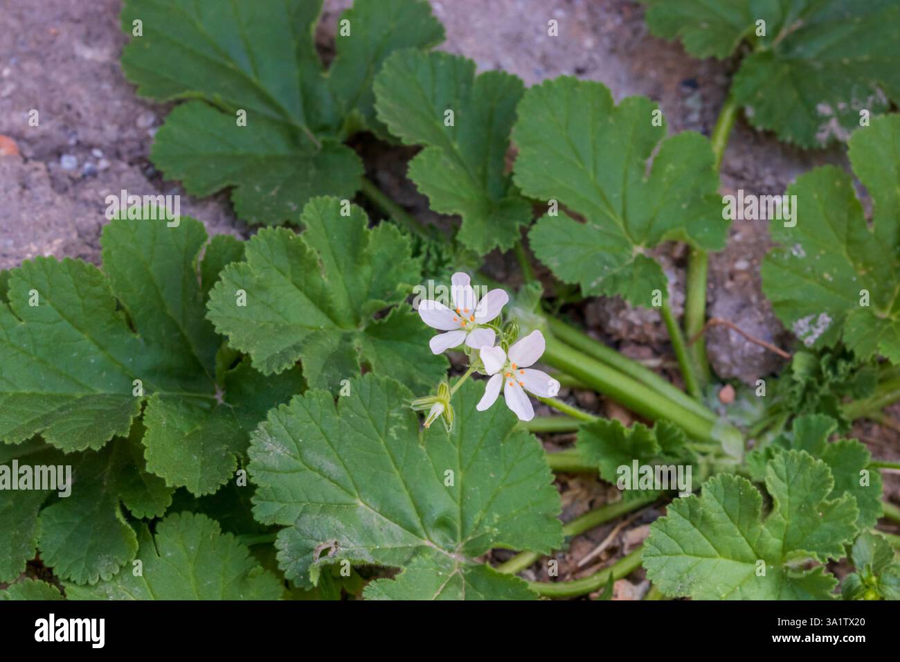 Three lobed flower hi-res stock photography and images - Alamy