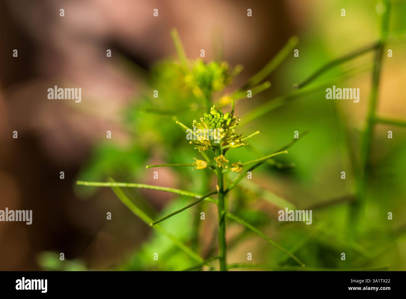 Sisymbrium erysimoides, French Rocket Stock Photo - Alamy