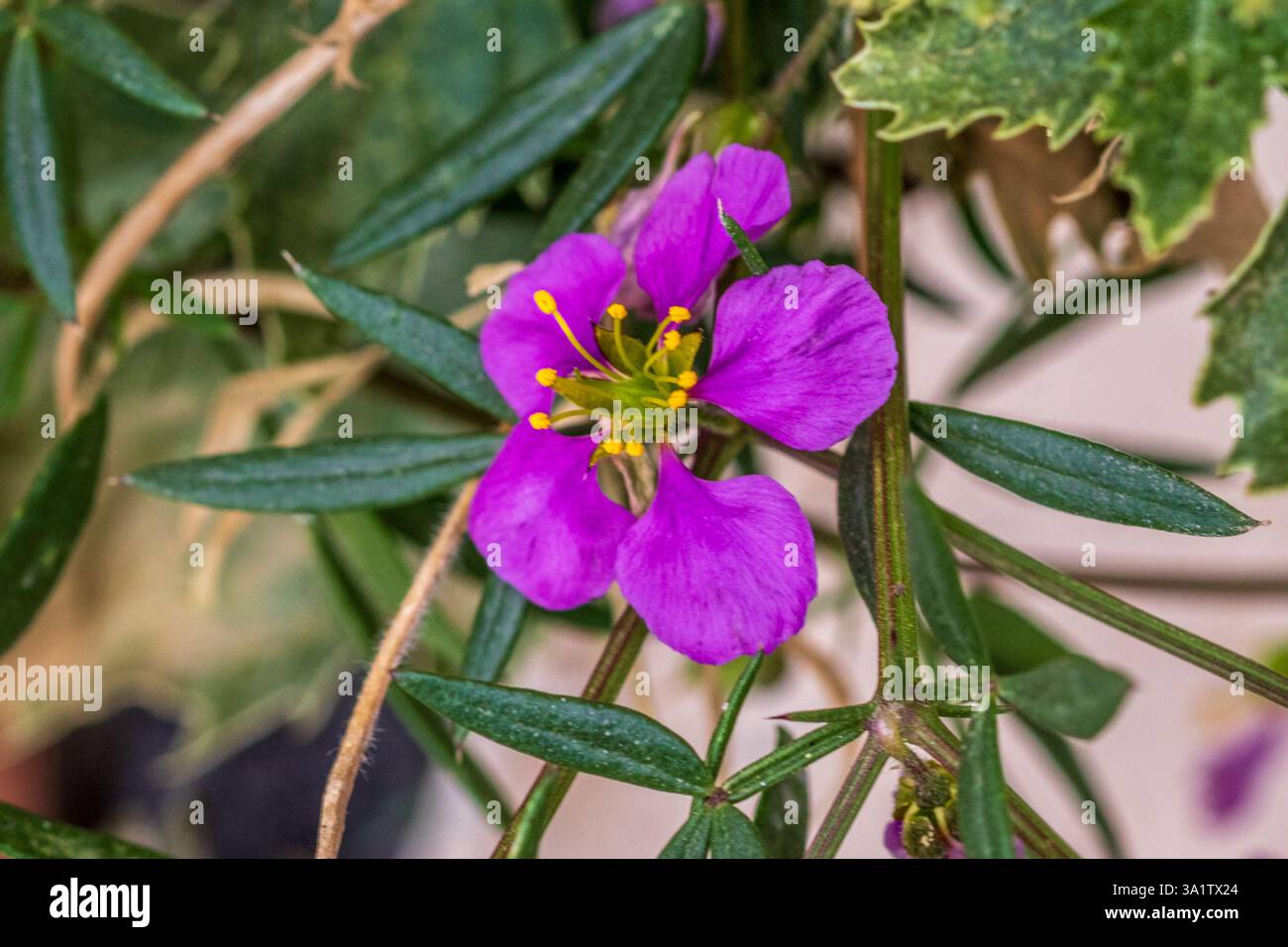Fagonia plant hi-res stock photography and images - Alamy