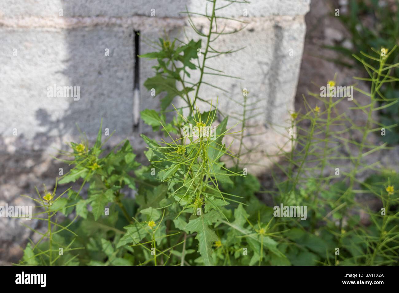 Sisymbrium erysimoides, French Rocket Stock Photo - Alamy