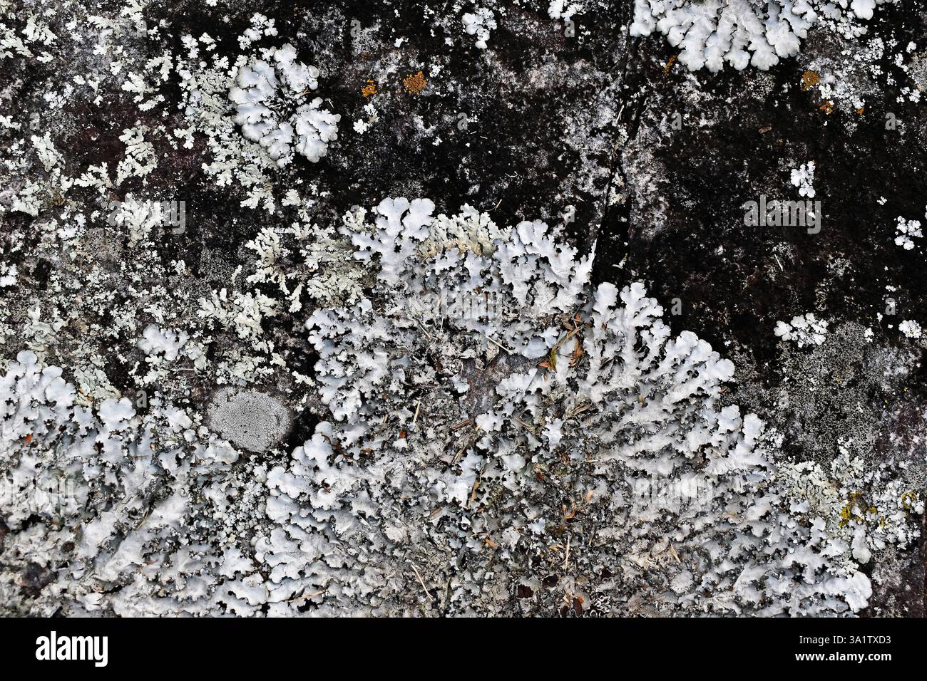 Lichen on rock surface in hi-res stock photography and images - Alamy