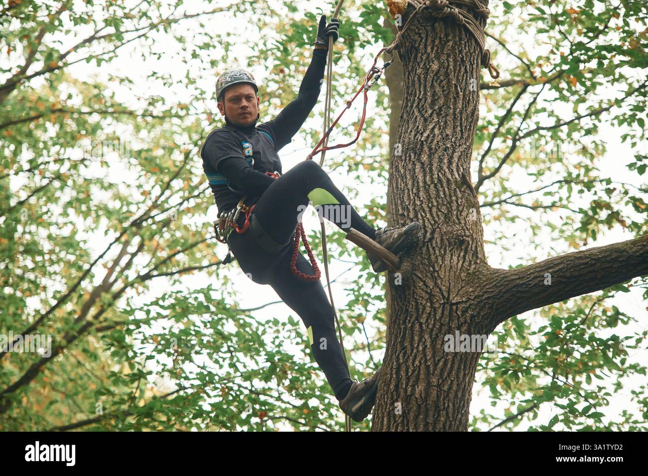 On the high tree, hanging. Man is doing climbing in the forest by use ...