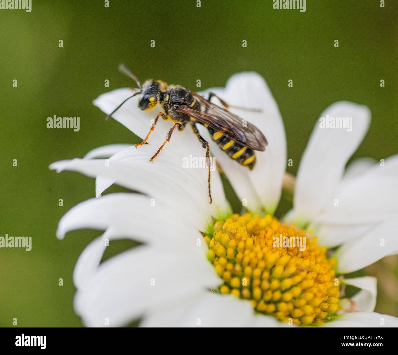 CERCERIS wasp in the family Philanthedae Stock Photo - Alamy