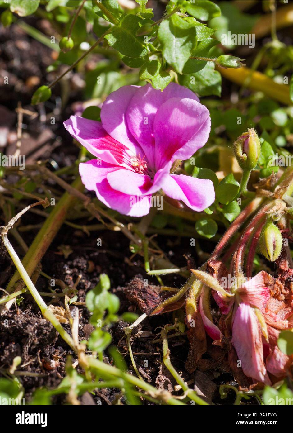 CLARKIA AMOENA known as farewell to spring Stock Photo - Alamy