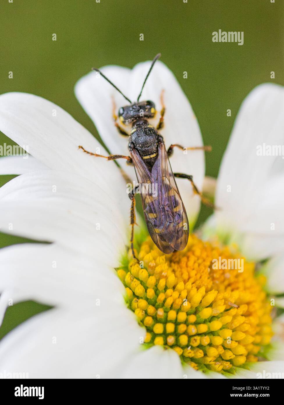 CERCERIS wasp in the family Philanthedae Stock Photo - Alamy