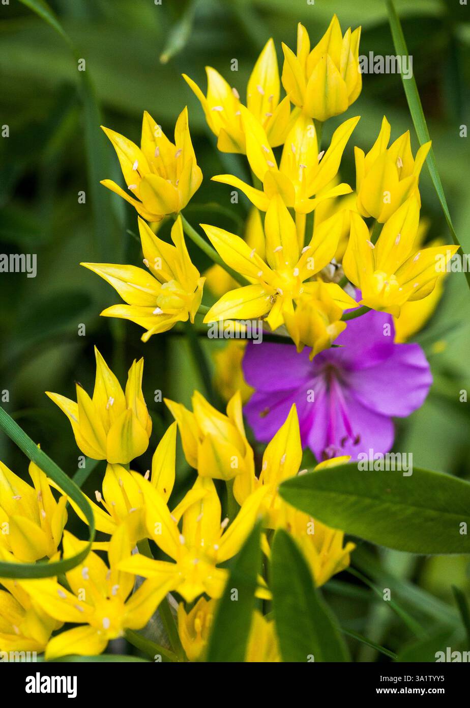 Allium Moly YELLOW GARLIC Stock Photo - Alamy