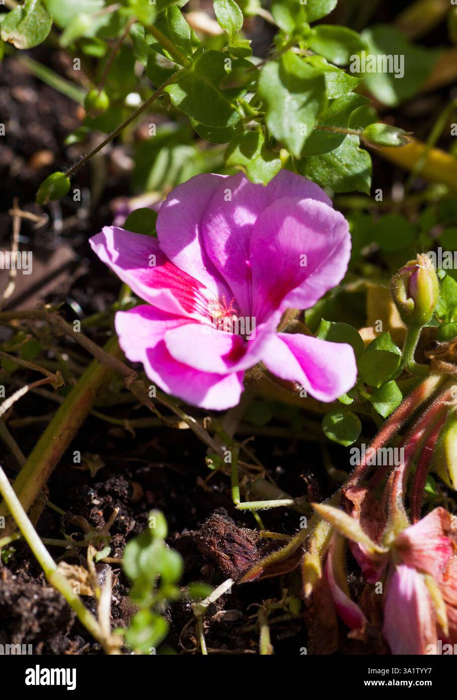 CLARKIA AMOENA known as farewell to spring Stock Photo - Alamy