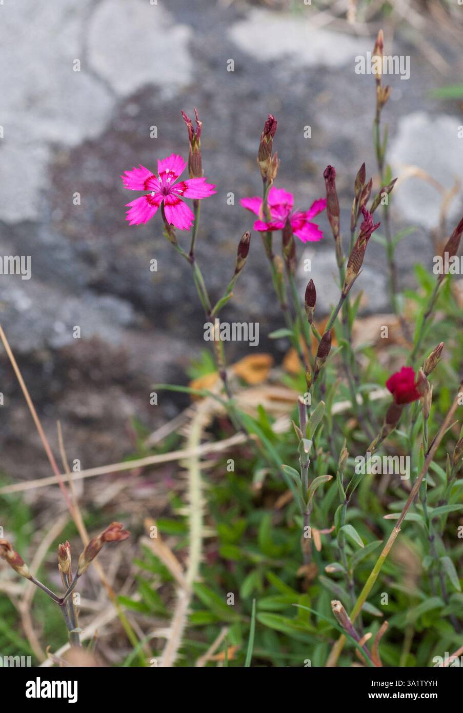 DIANTHUS DELTOIDES the maiden pink Stock Photo - Alamy