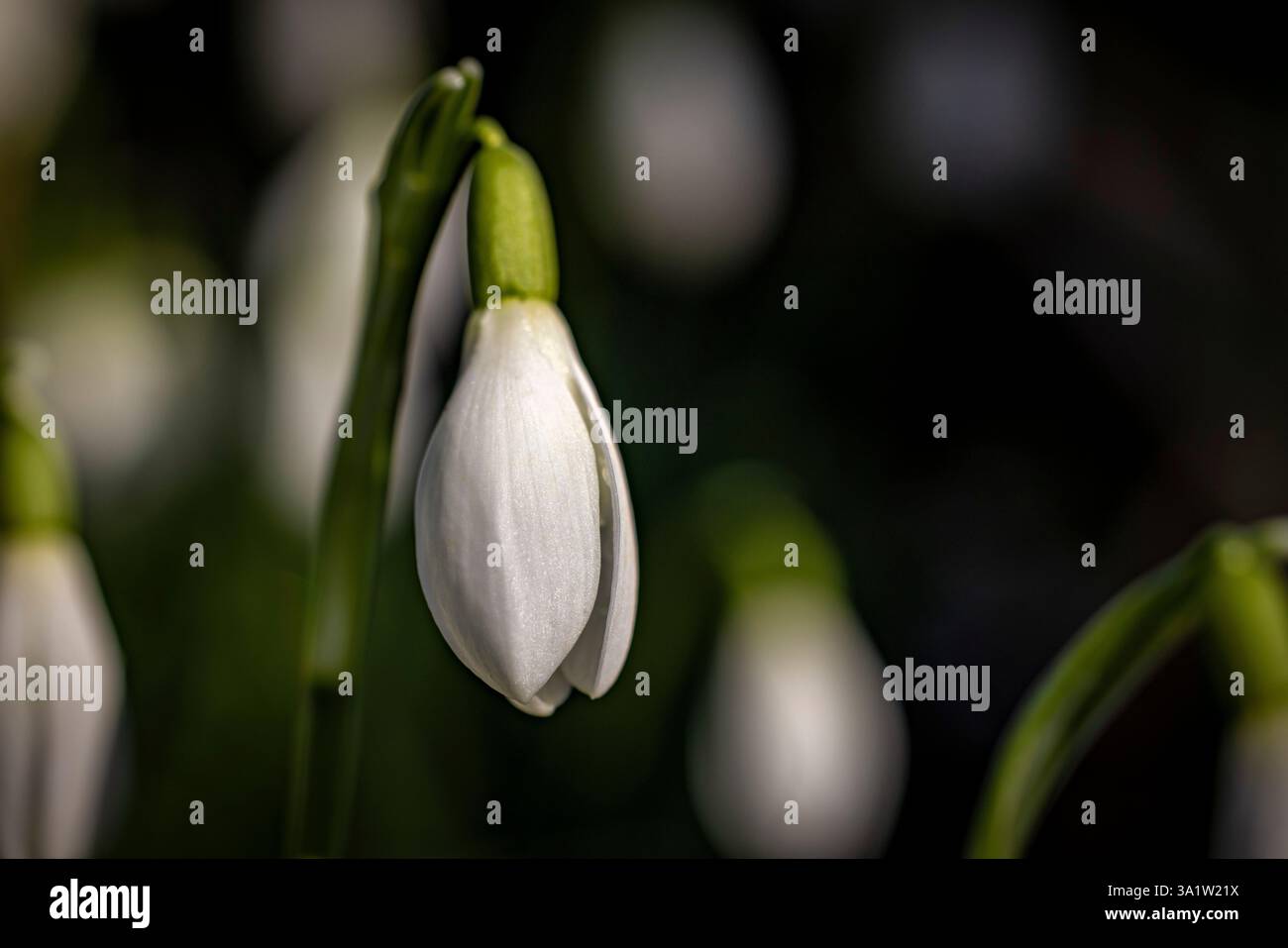 Snowdrop wildflowers hi-res stock photography and images - Alamy