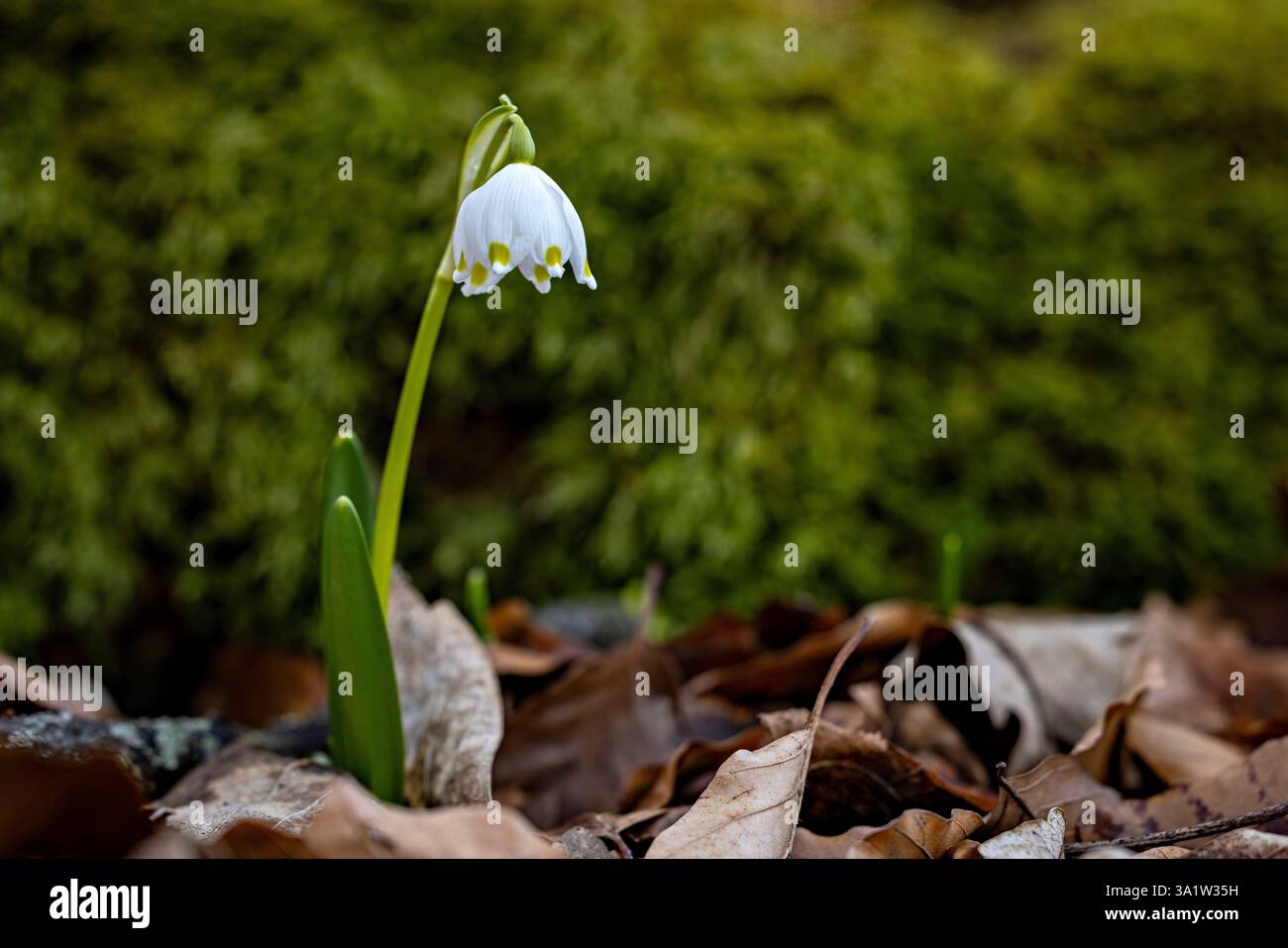 Snowbell Flowers in the early sping Stock Photo - Alamy