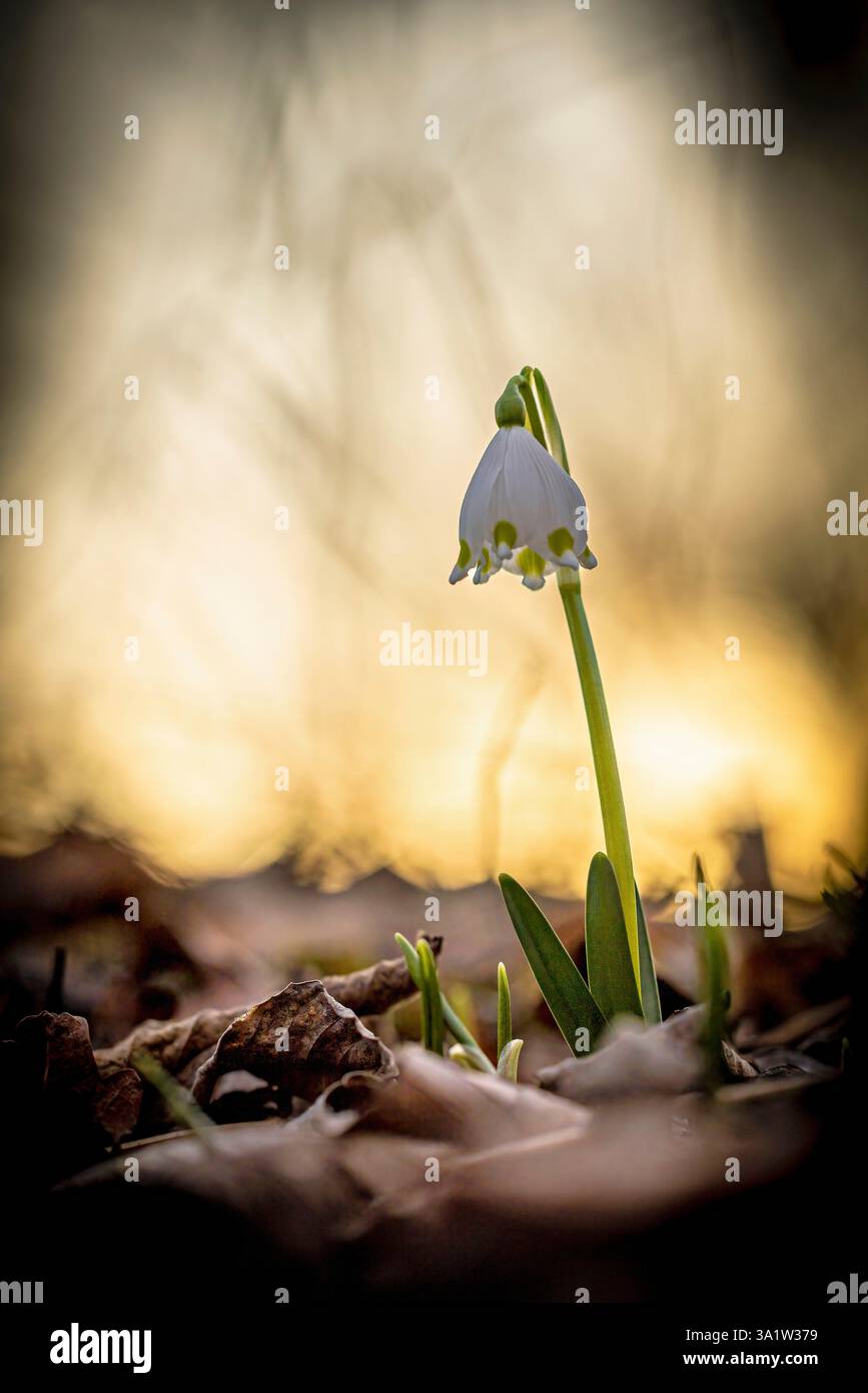 Snowbell Flowers in the early sping Stock Photo - Alamy