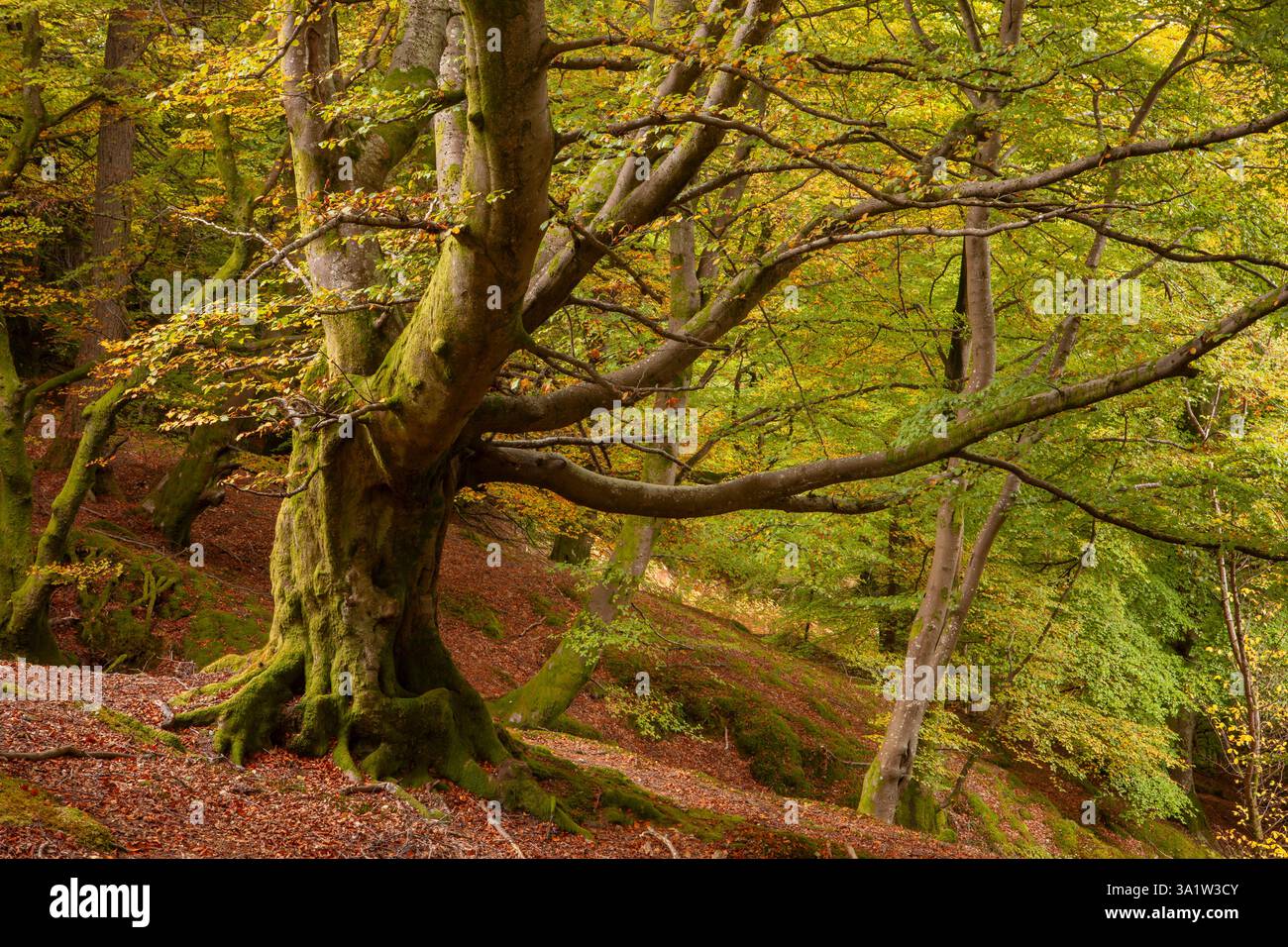 Ancient oak tree in deciduous woodland, Loch Lomond & The Trossachs ...