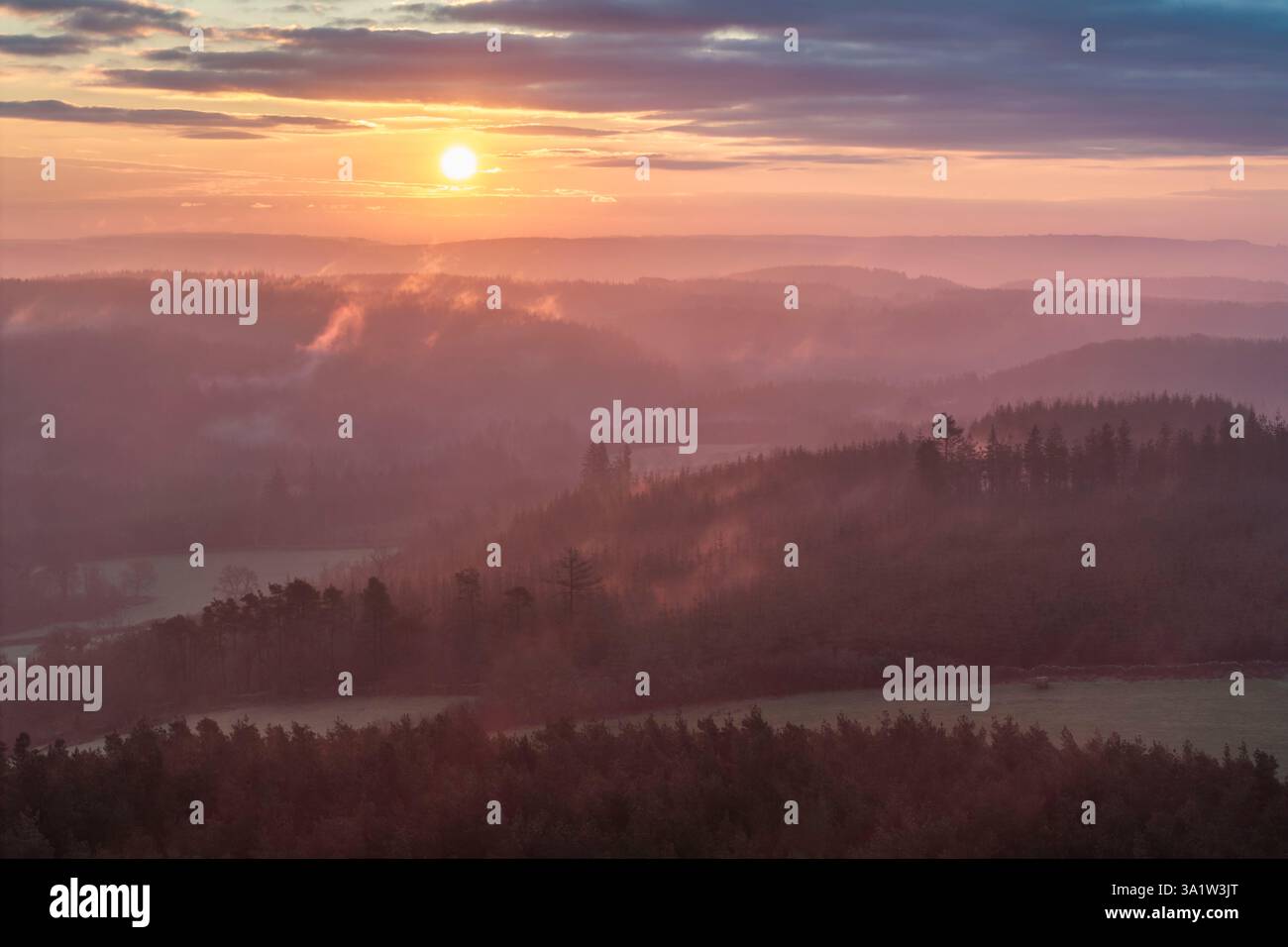 Sunrise over the coniferous plantations of Dartmoor National Park ...