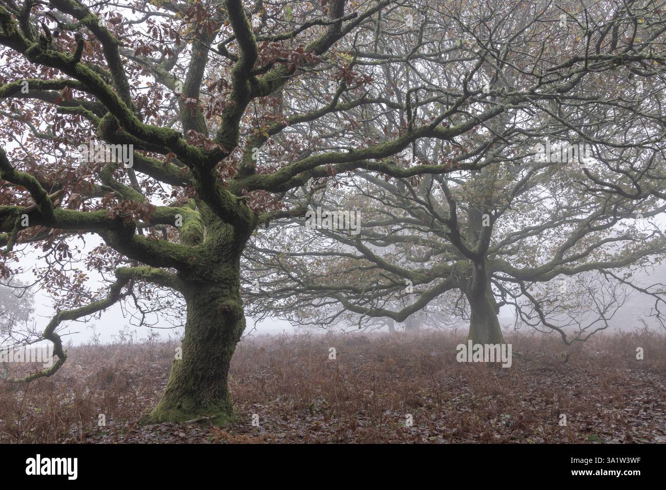 Sessile Oak trees in a forest in the Brecon Beacons National Park ...