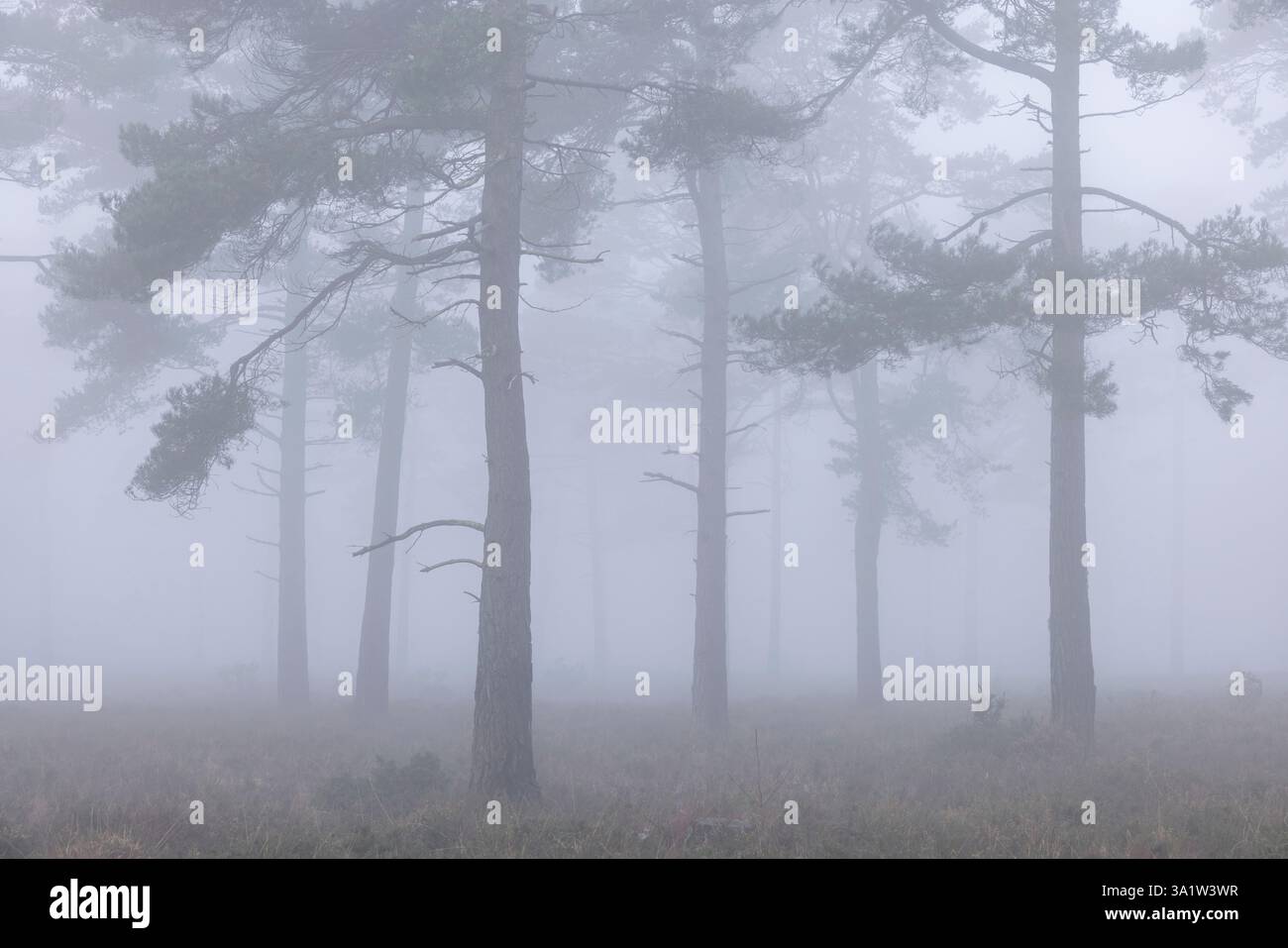 Haldon Forest on a foggy morning, Devon, England. Winter (January) 2025 ...