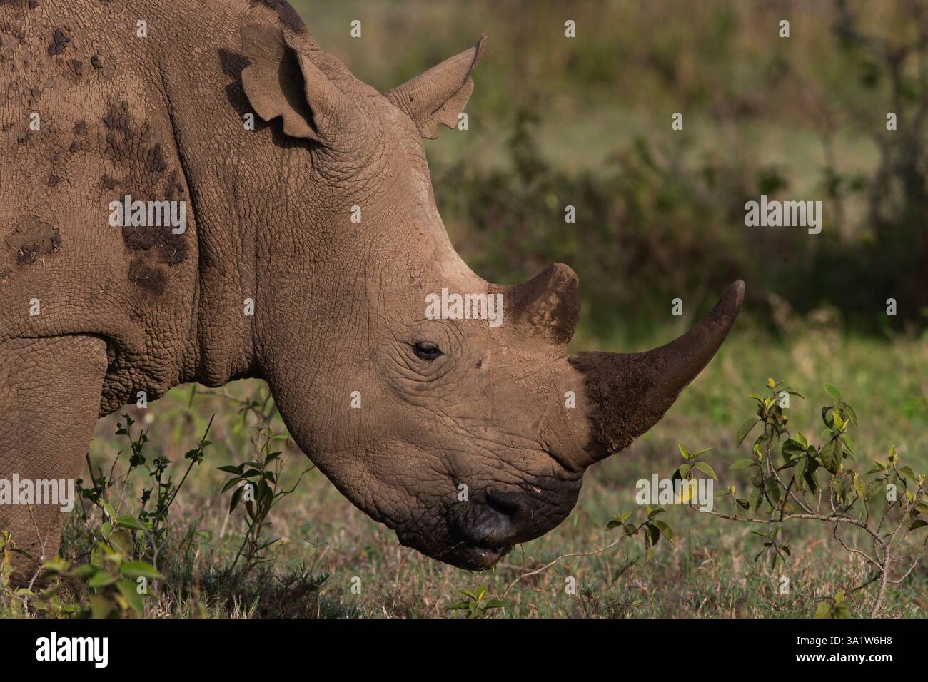 Rhinoinfocus hi-res stock photography and images - Alamy