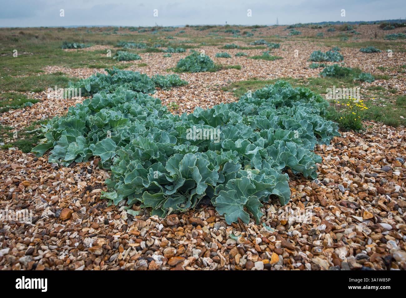 Sea Kale growing on a shingle beach Stock Photo - Alamy