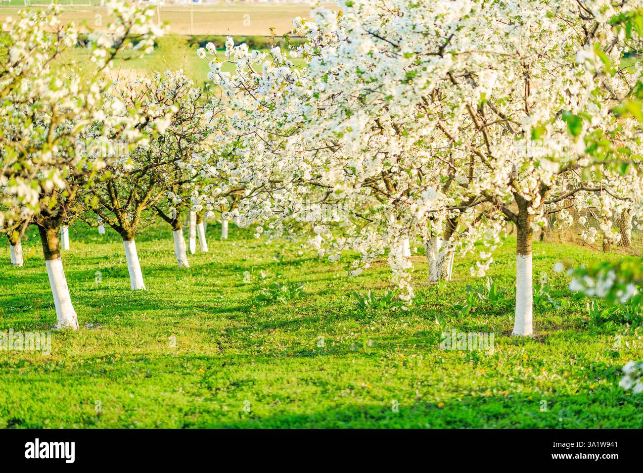Orchard in spring, with cherry trees in bloom Stock Photo - Alamy