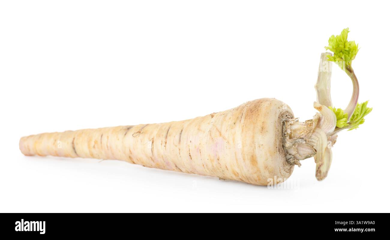 One fresh parsnip isolated on white. Root vegetable Stock Photo - Alamy