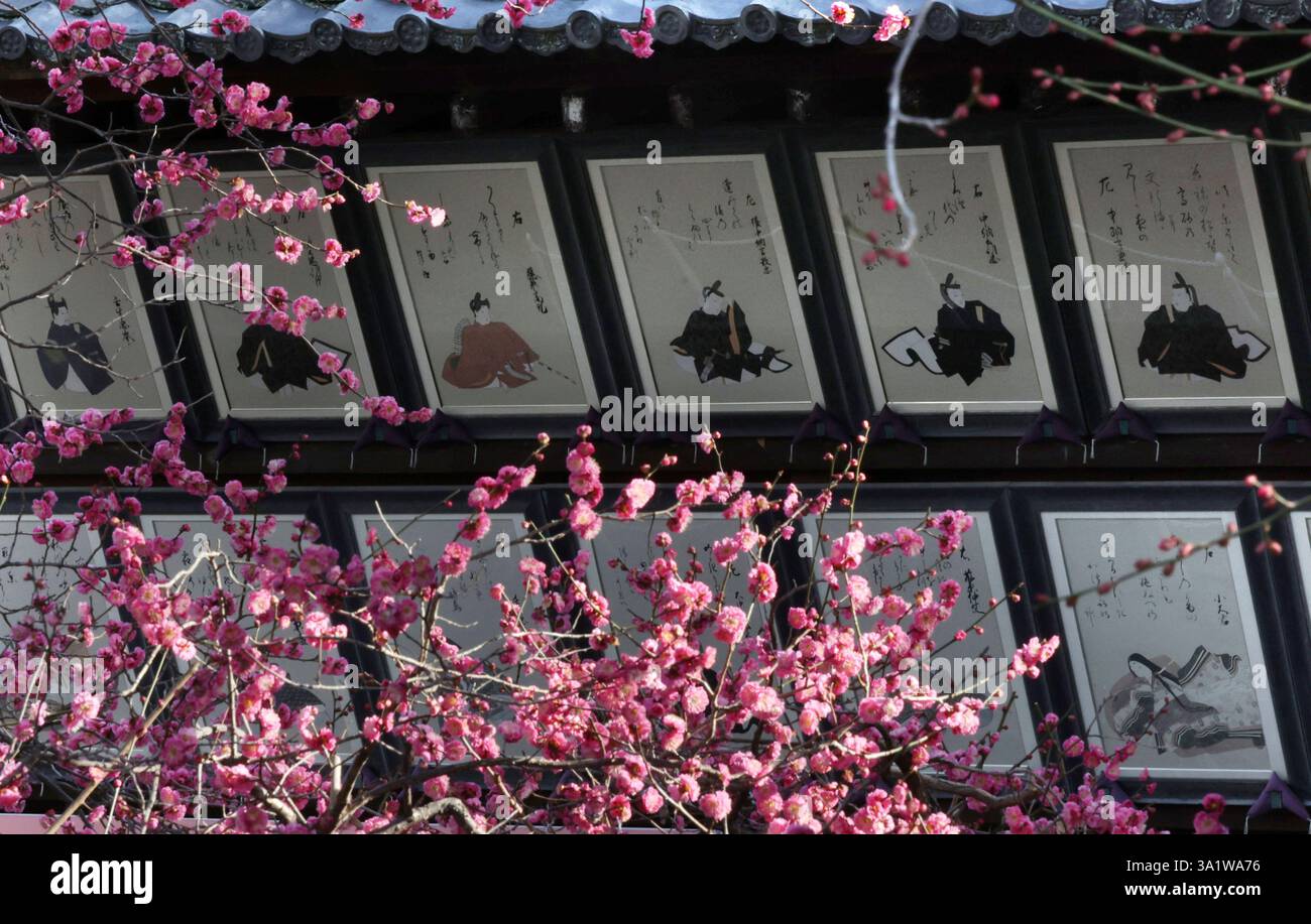 A photo shows the plum blossoms at their best in front of the ema place ...