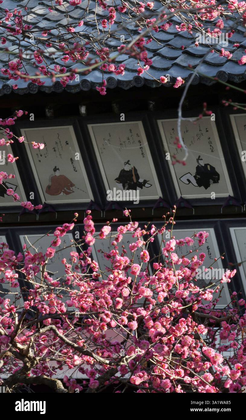 A photo shows the plum blossoms at their best in front of the ema place ...