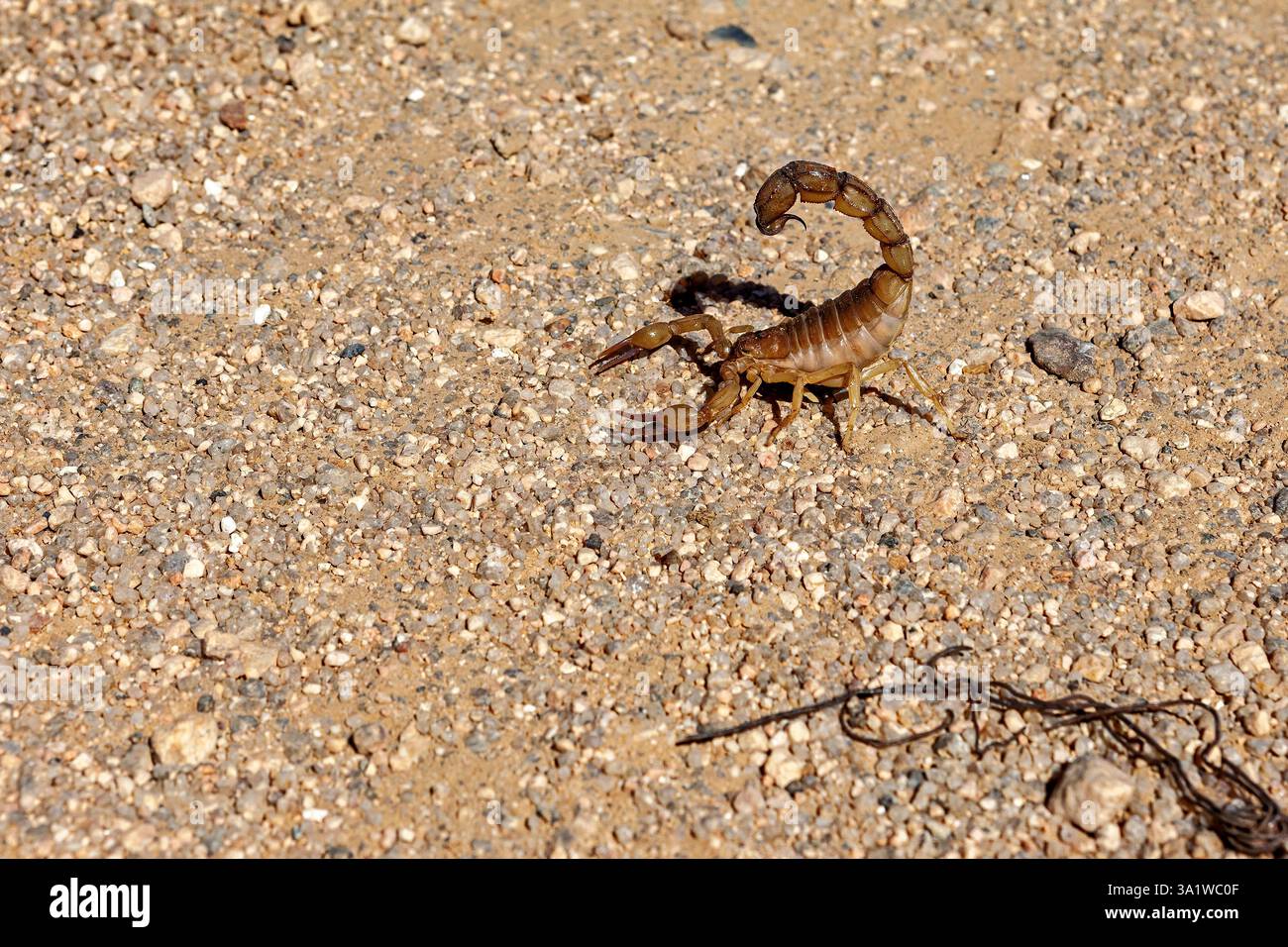A scorpion in the sahara desert Stock Photo - Alamy