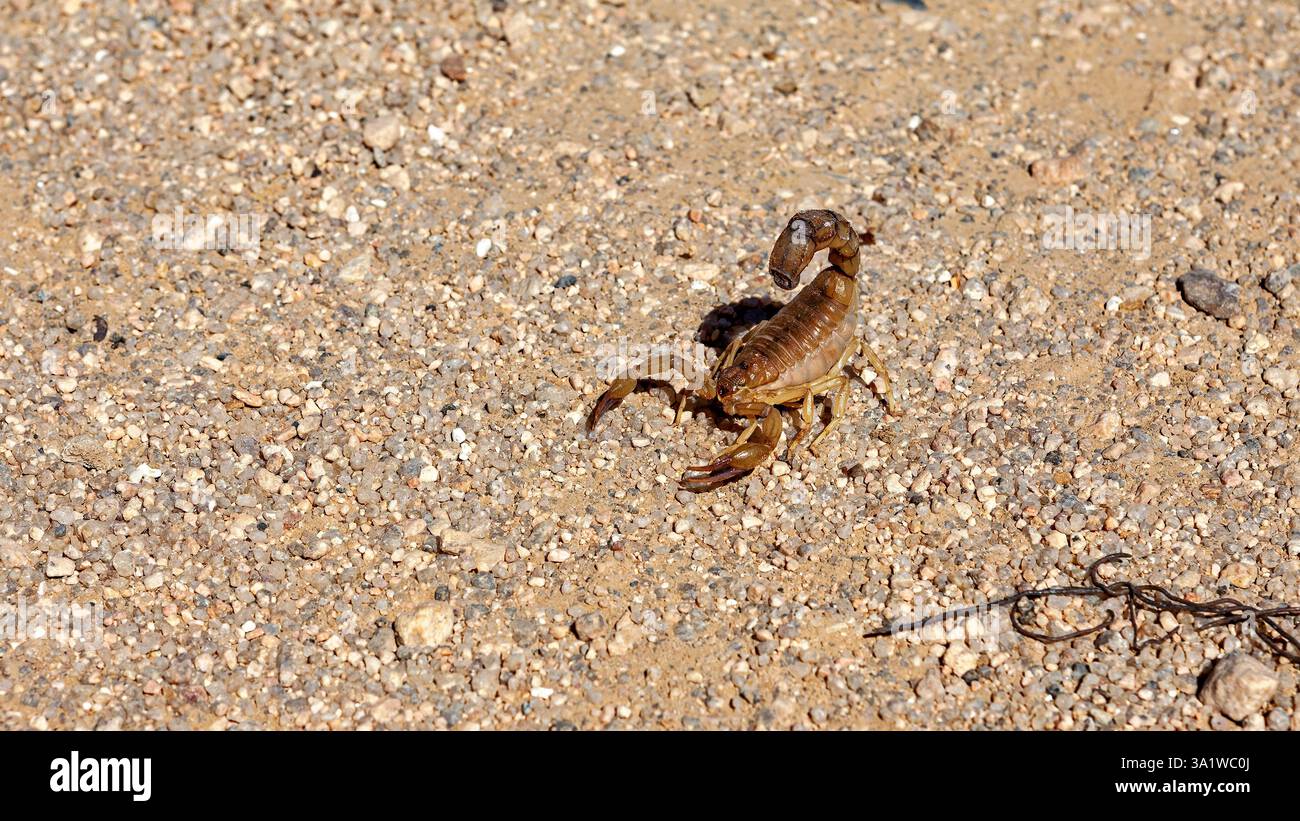 A scorpion in the sahara desert Stock Photo - Alamy